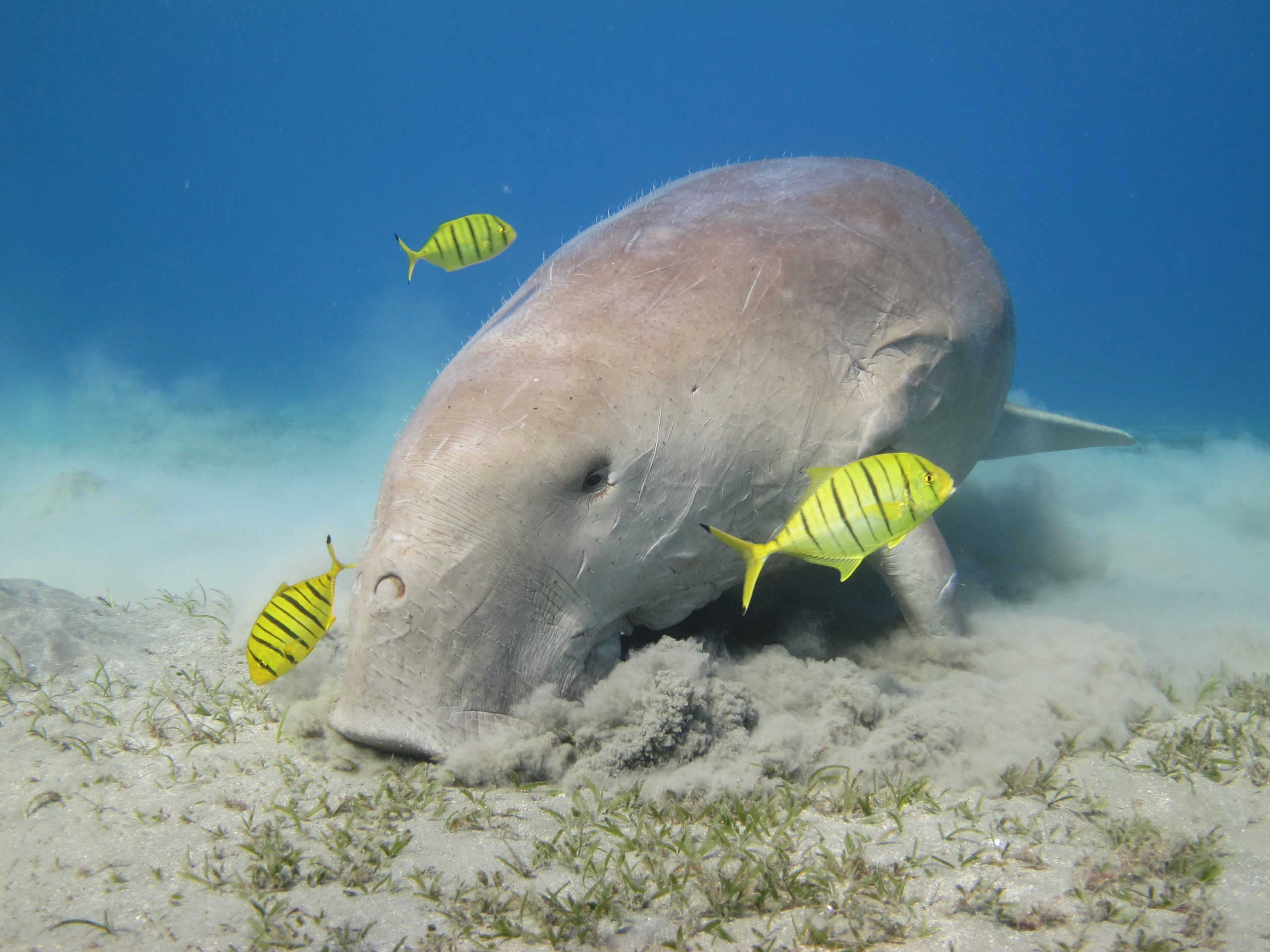 Where to see dugongs in Australia